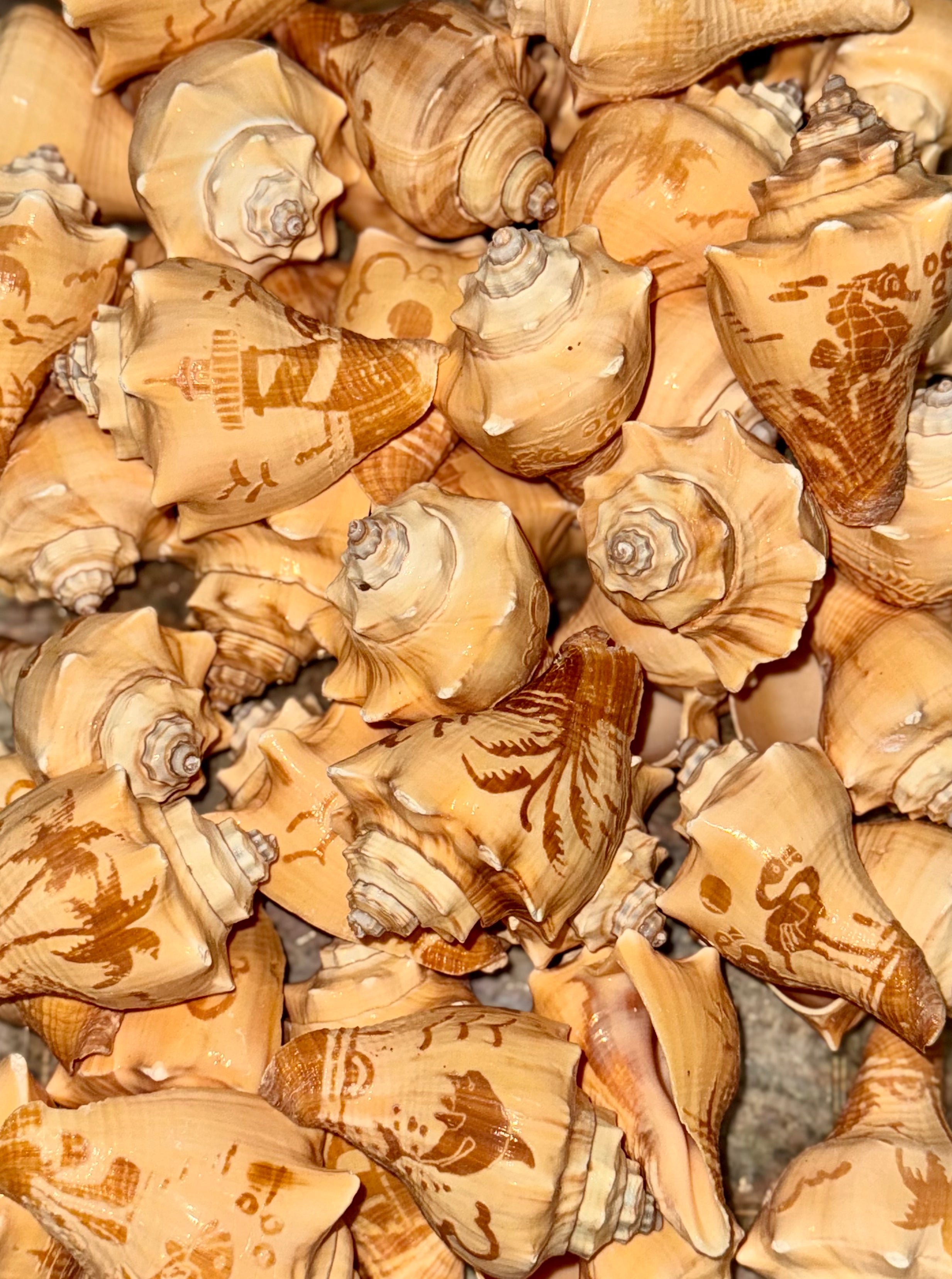 Carved Conch Shell – Rowan's Seaside Treasure