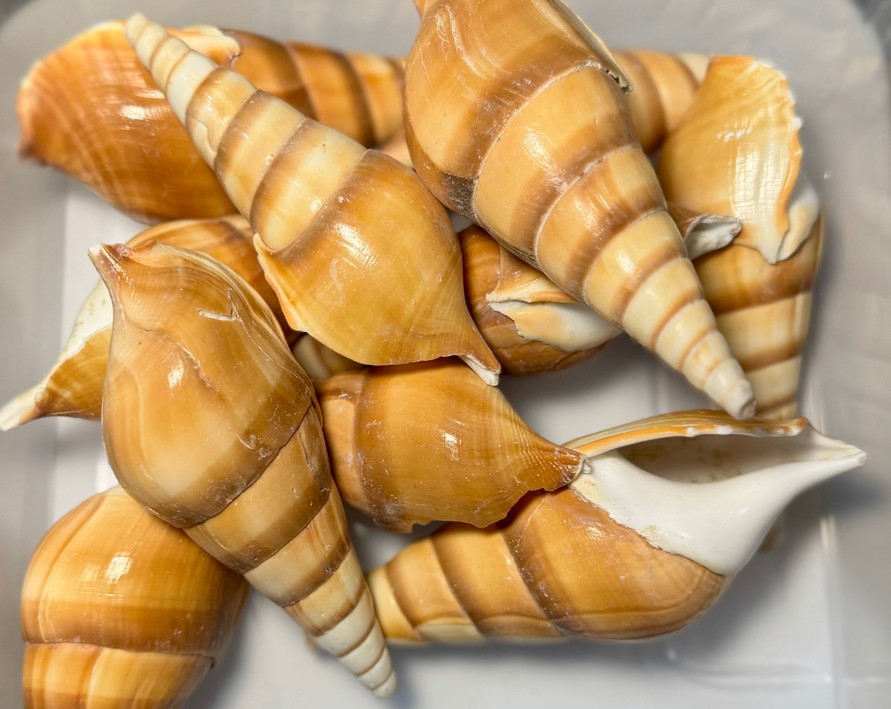 Tibia Curta – Rowan's Seaside Treasure