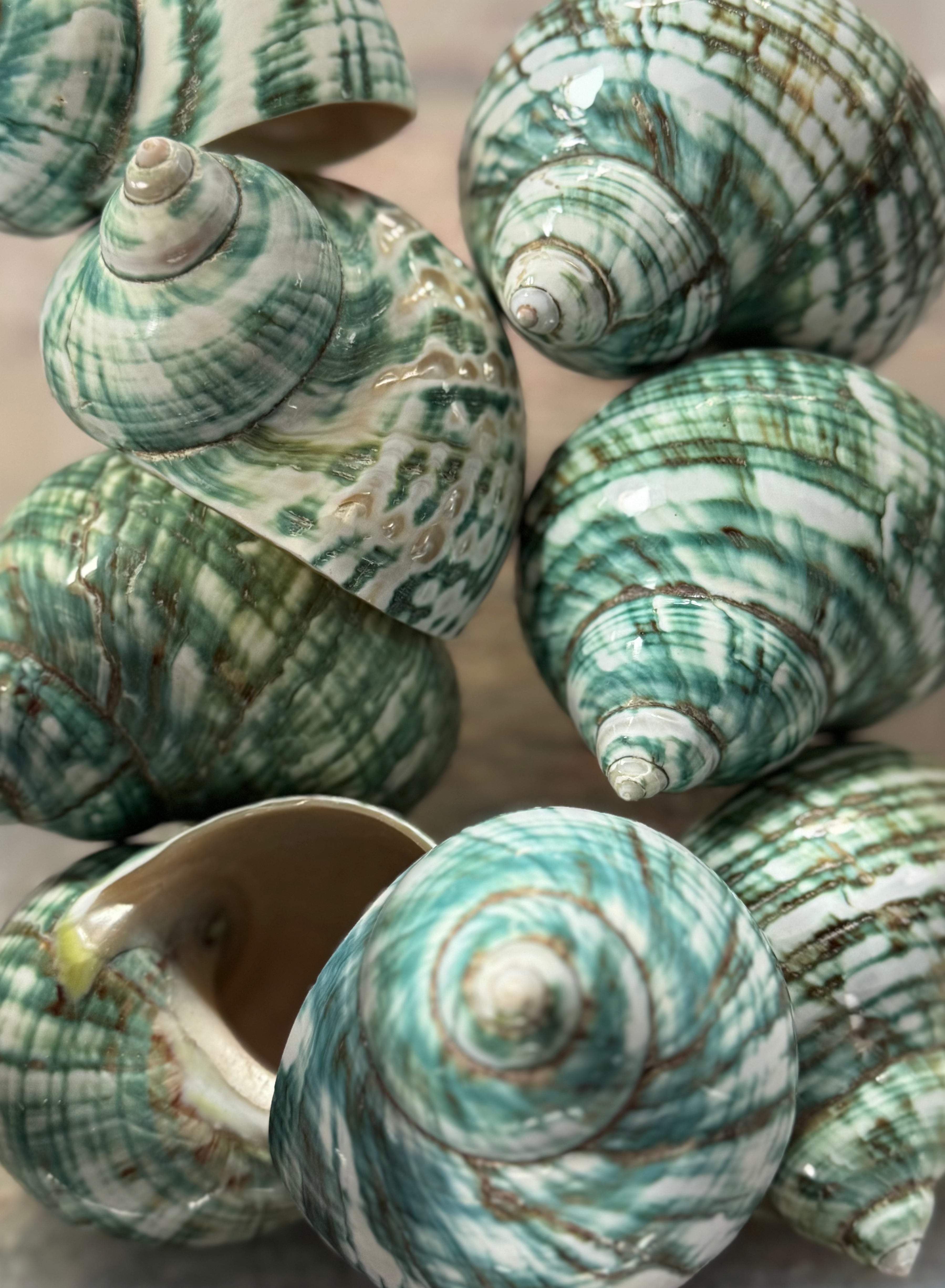 Polished Turbo Jade - Light – Rowan's Seaside Treasure