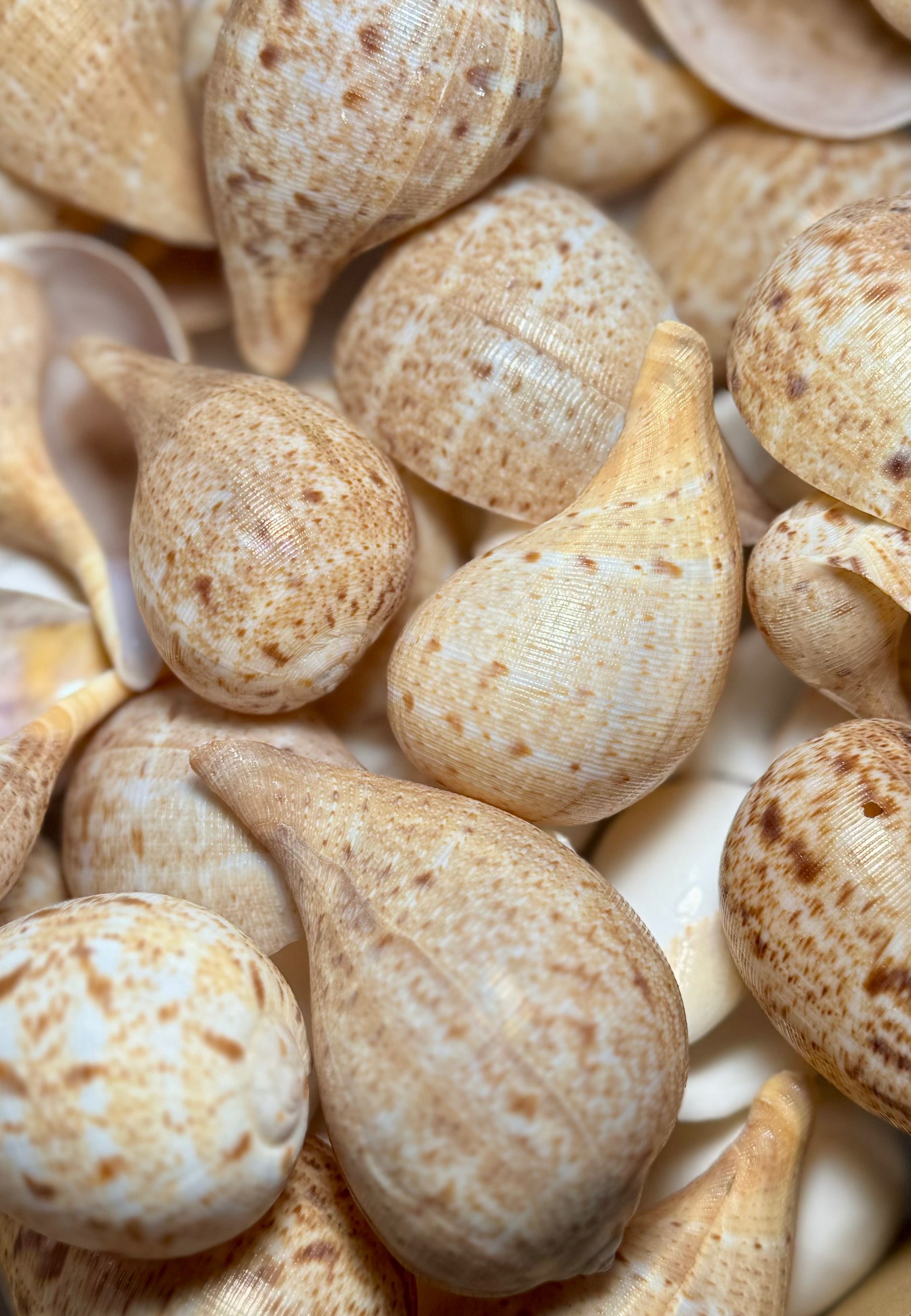 Ficus Subintermedia – Rowan's Seaside Treasure