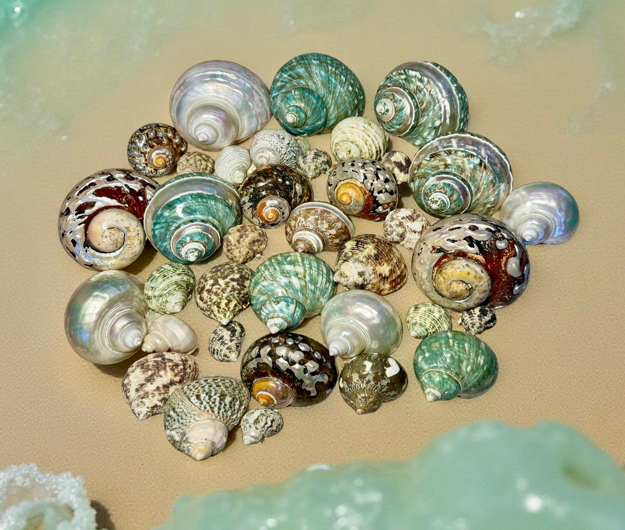 Grow with me: Ultimate Turbo Hermit Crab Bundle – Rowan's Seaside Treasure