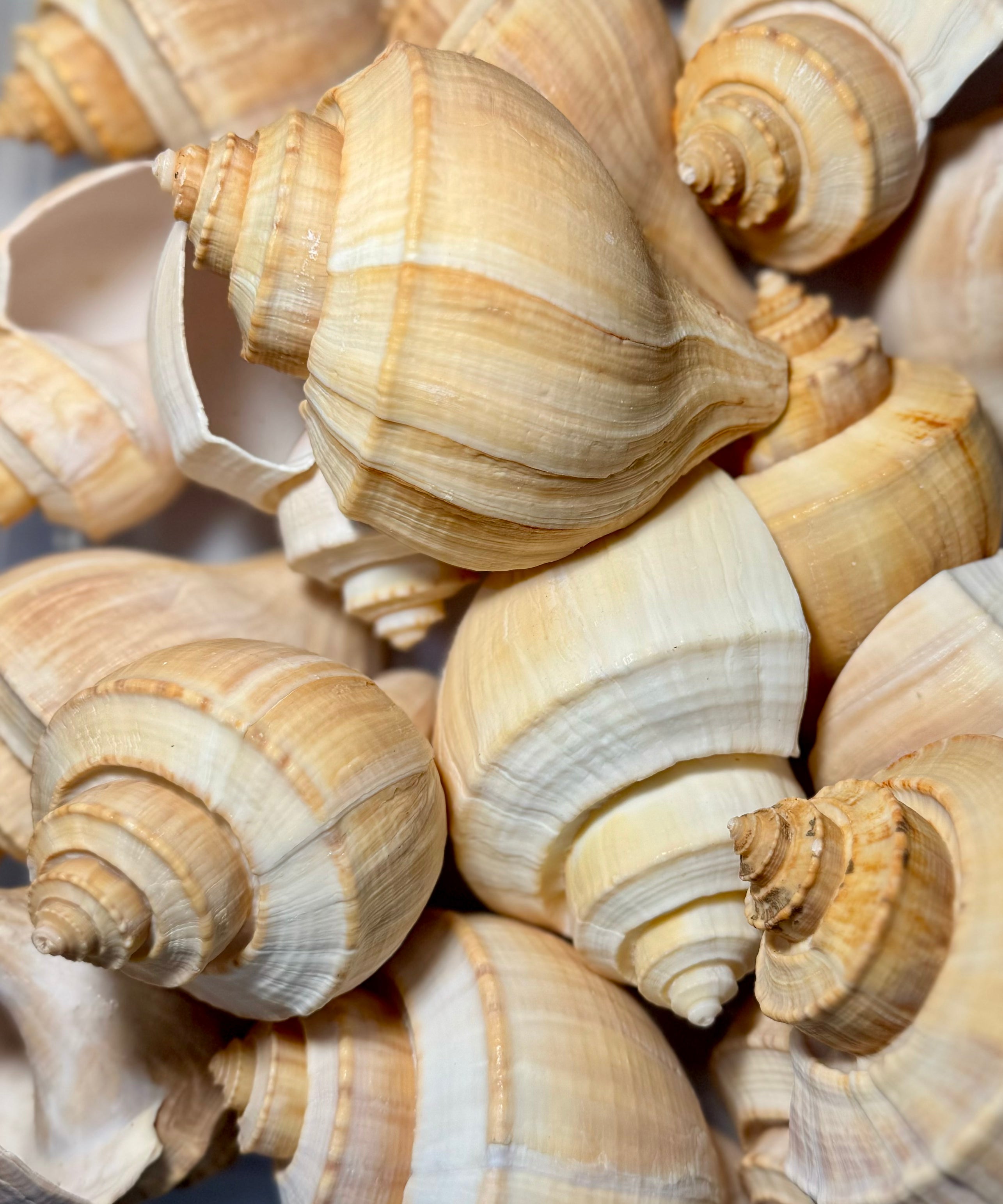 Cut Channel Welk – Rowan's Seaside Treasure