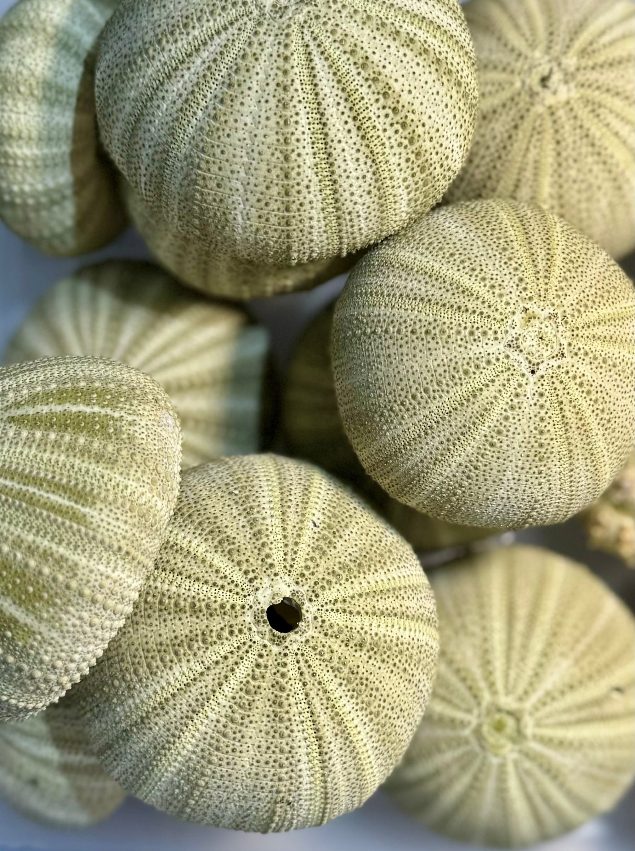Urchins- Green – Rowan's Seaside Treasure