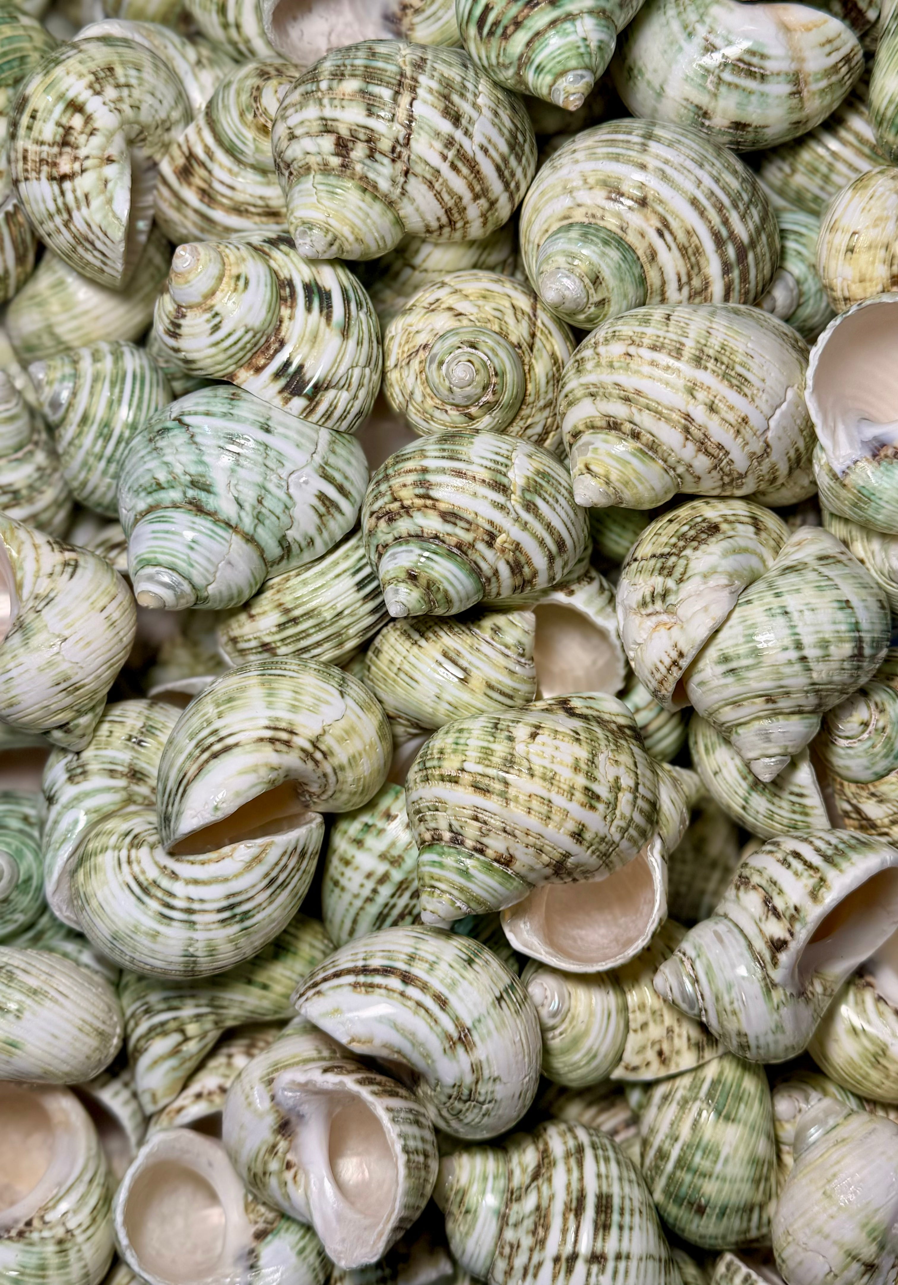 Polished Silvermouth Turbo – Rowan's Seaside Treasure