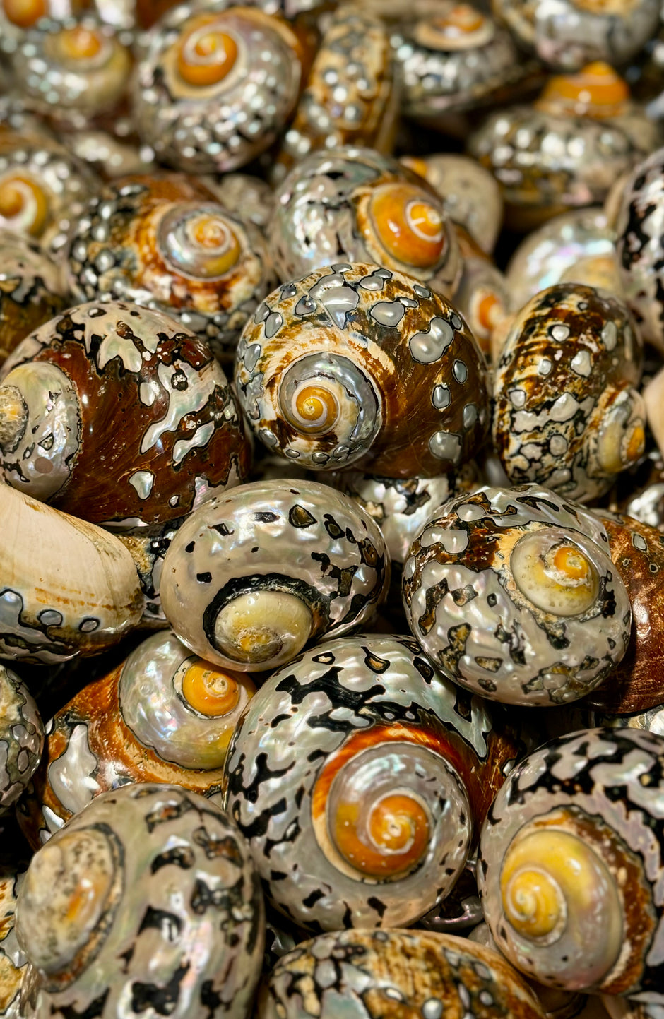 Rowan's Seaside Treasure is a family owned Sea shell business