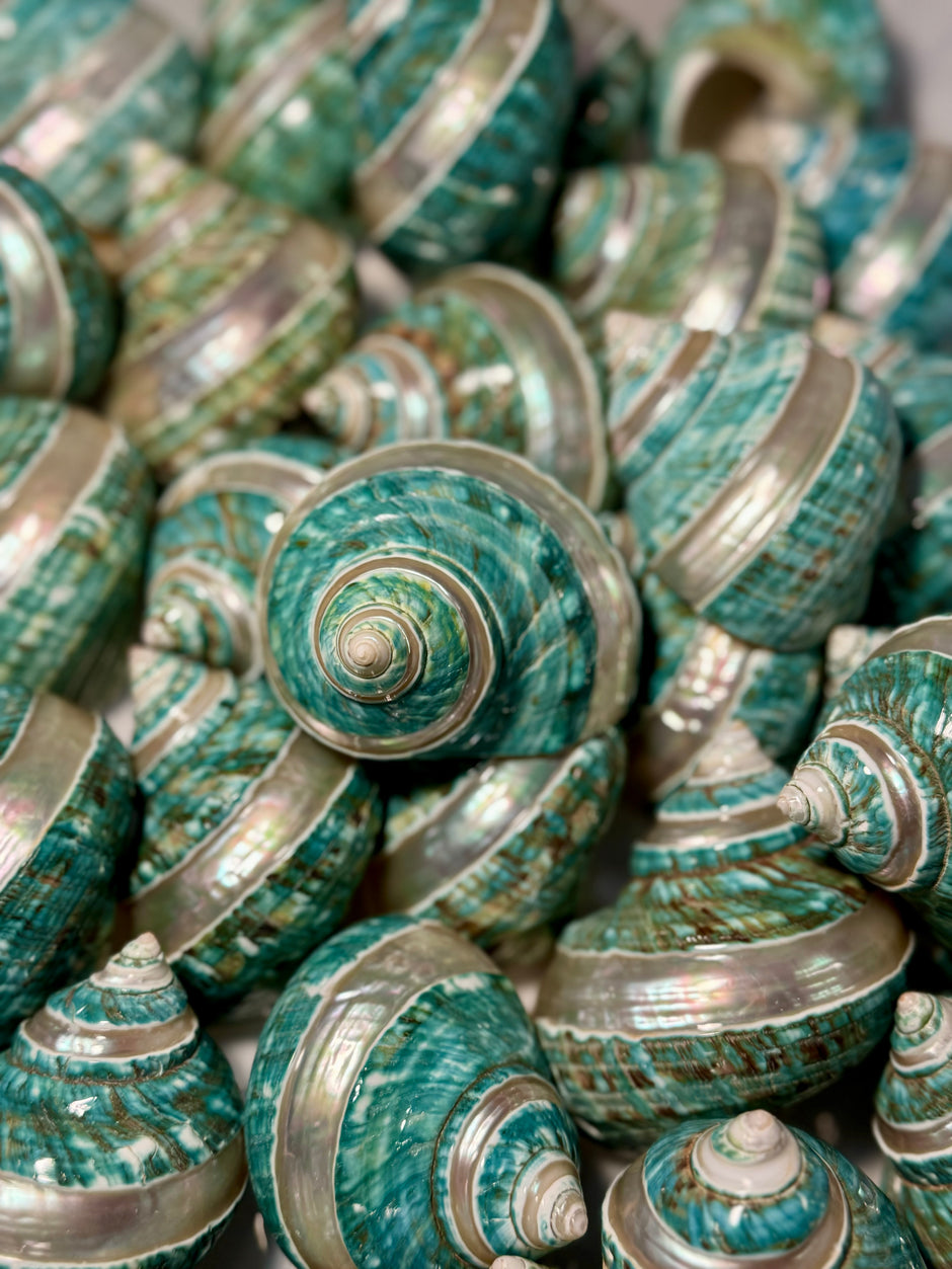 Rowan's Seaside Treasure is a family owned Sea shell business