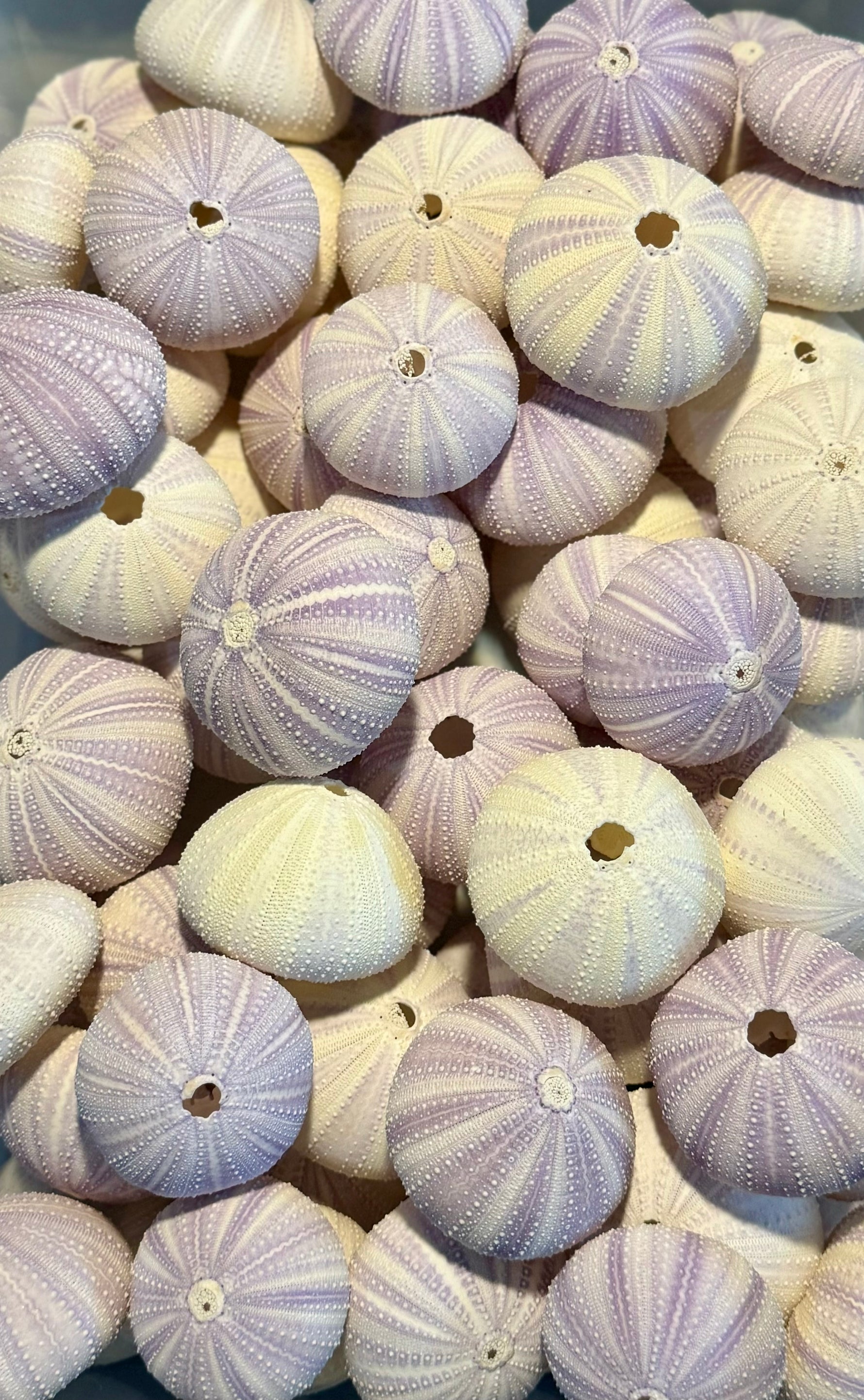 Rowan's Seaside Treasure is a family owned Sea shell business