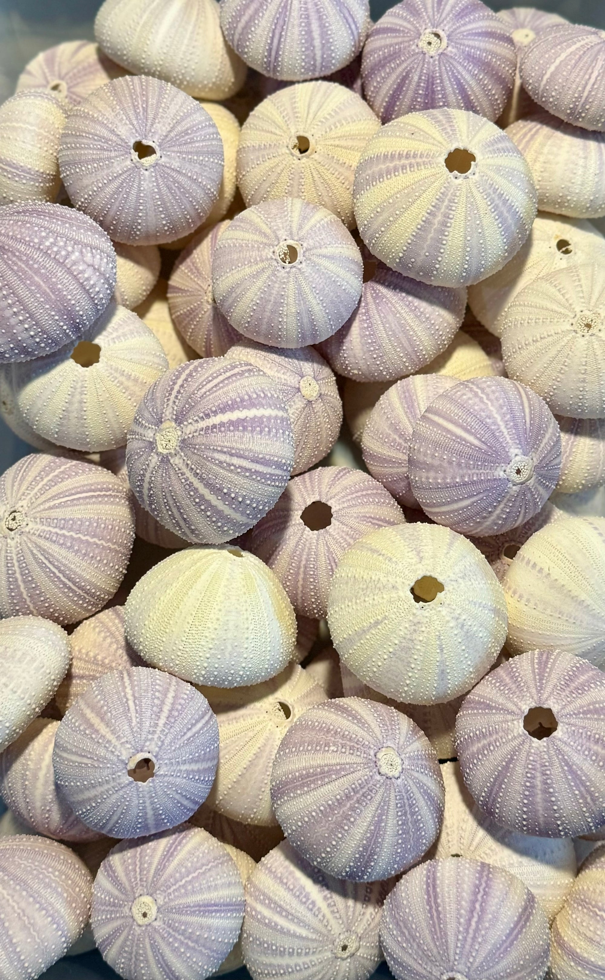 Rowan's Seaside Treasure is a family owned Sea shell business