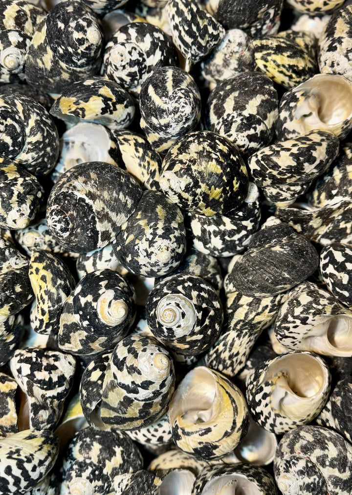 Rowan's Seaside Treasure is a family owned Sea shell business