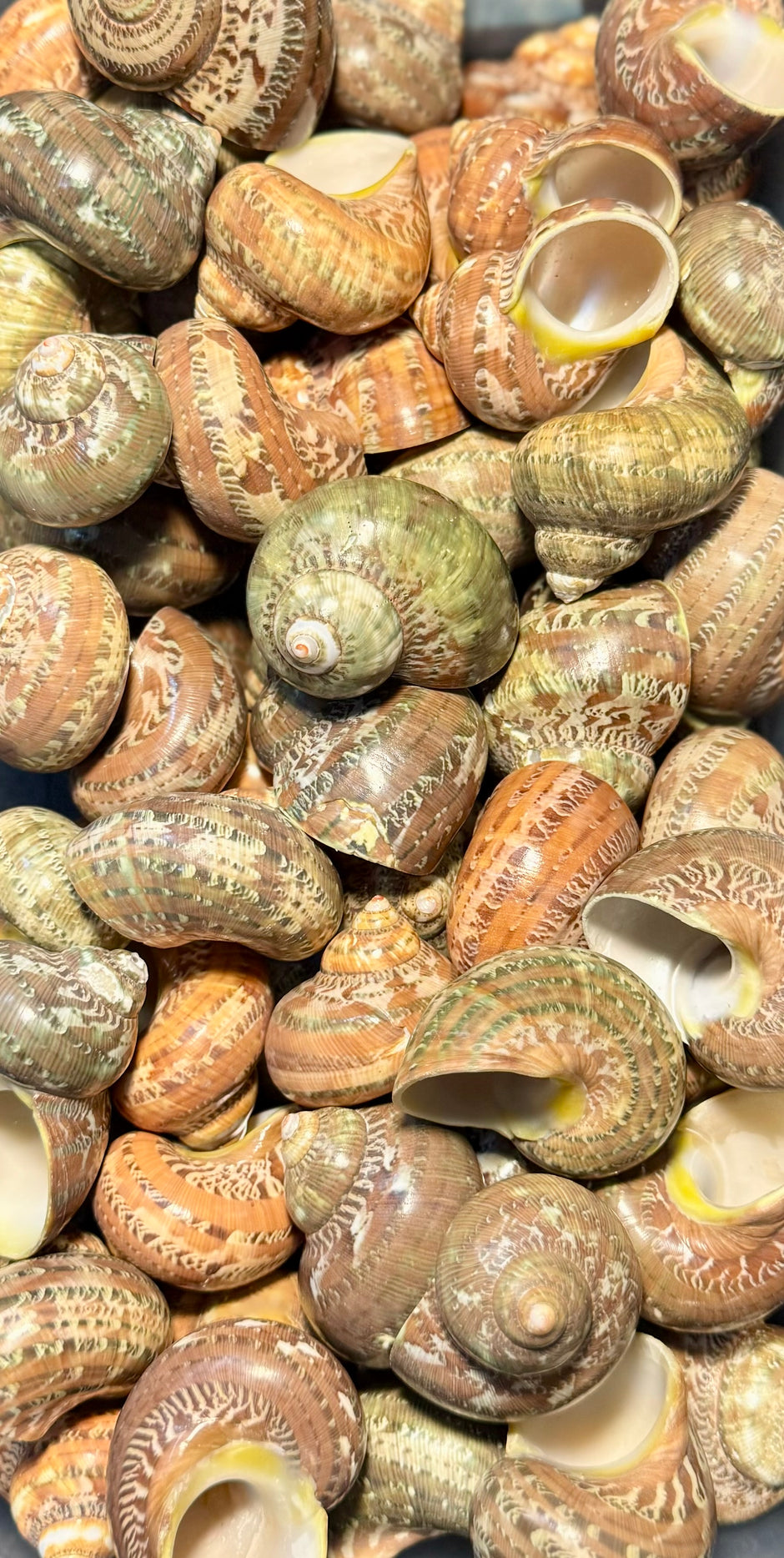 Rowan's Seaside Treasure is a family owned Sea shell business