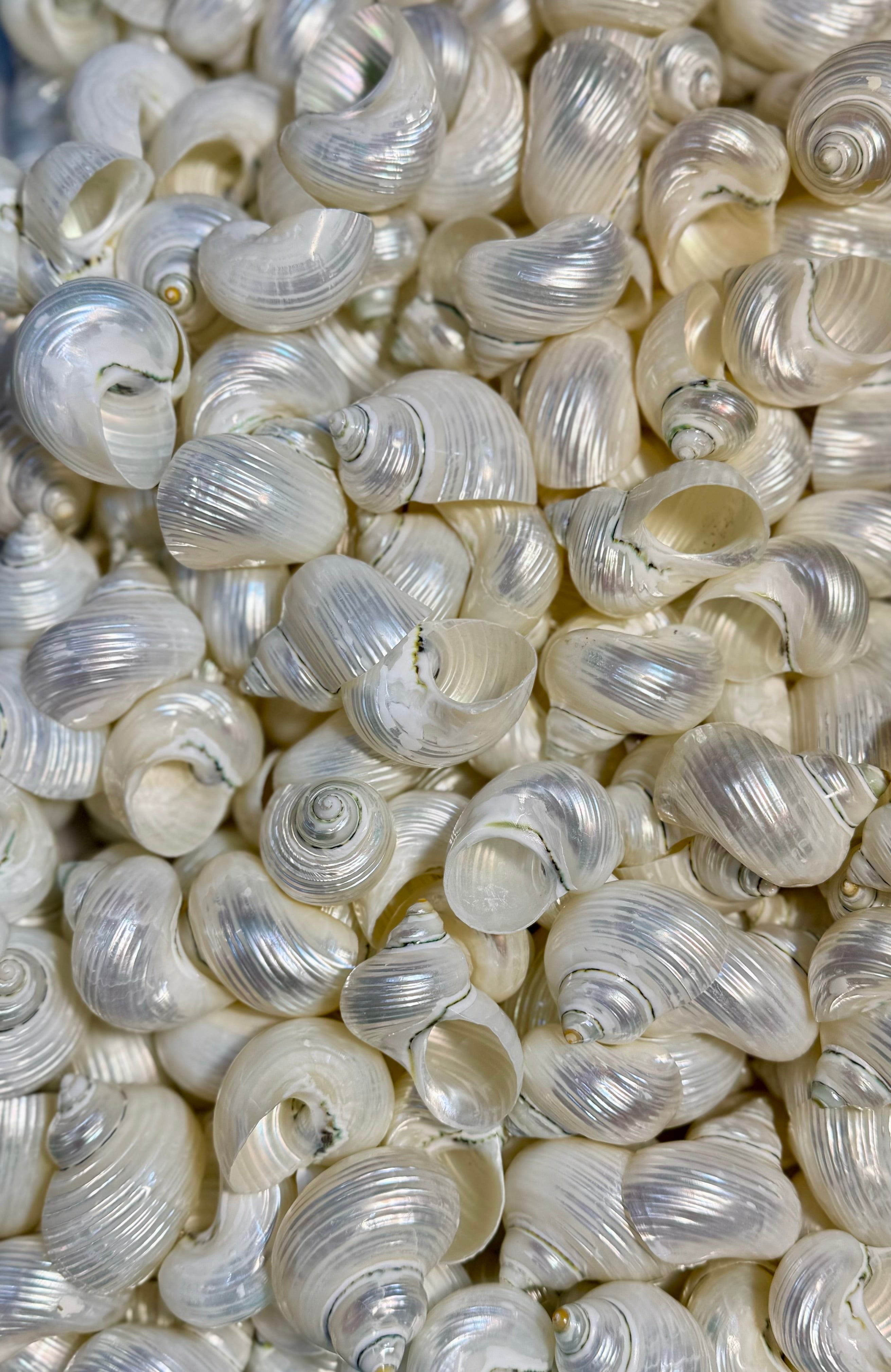 Polished Pearl Turbo – Rowan's Seaside Treasure
