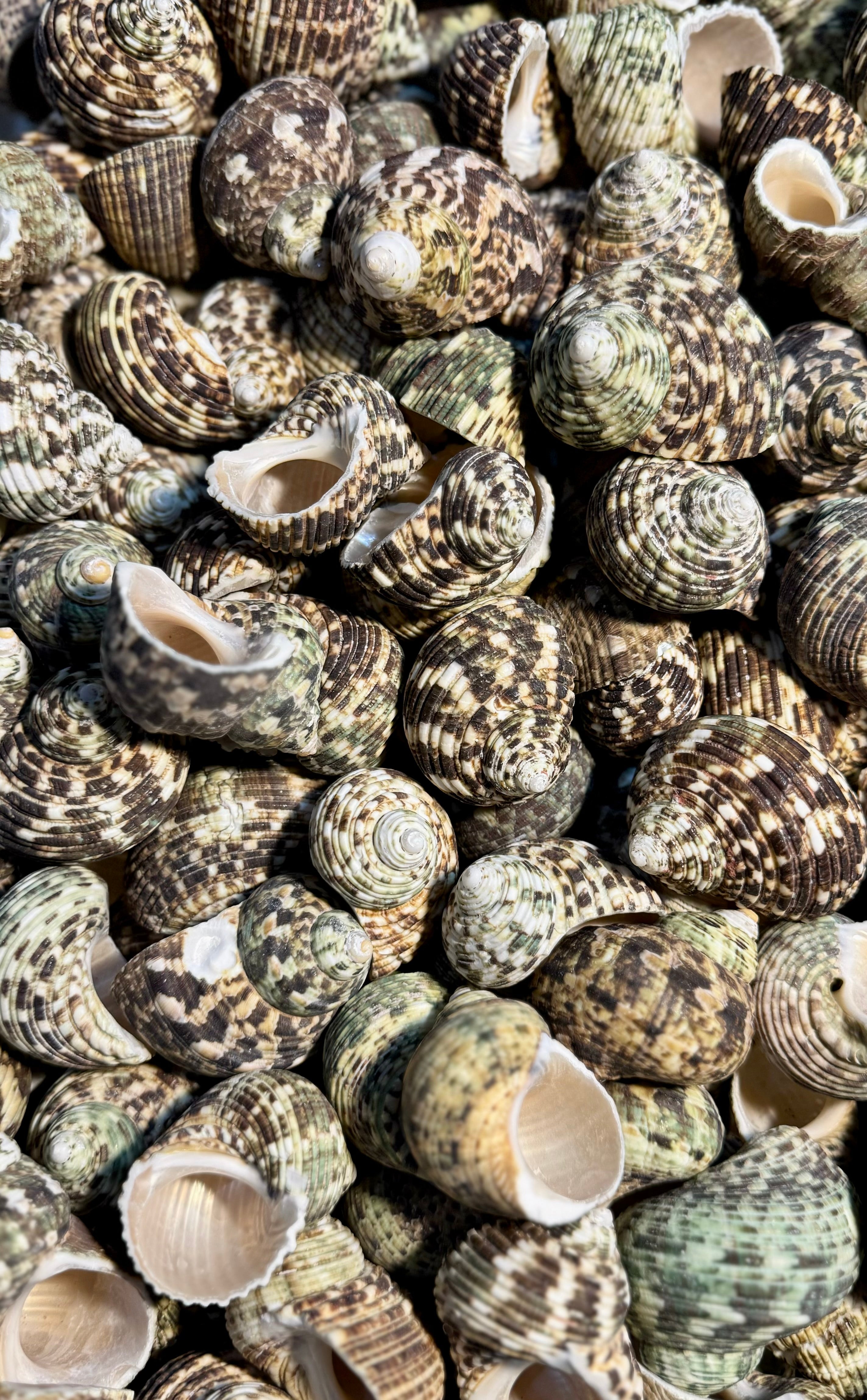 Turbo Setosus – Rowan's Seaside Treasure