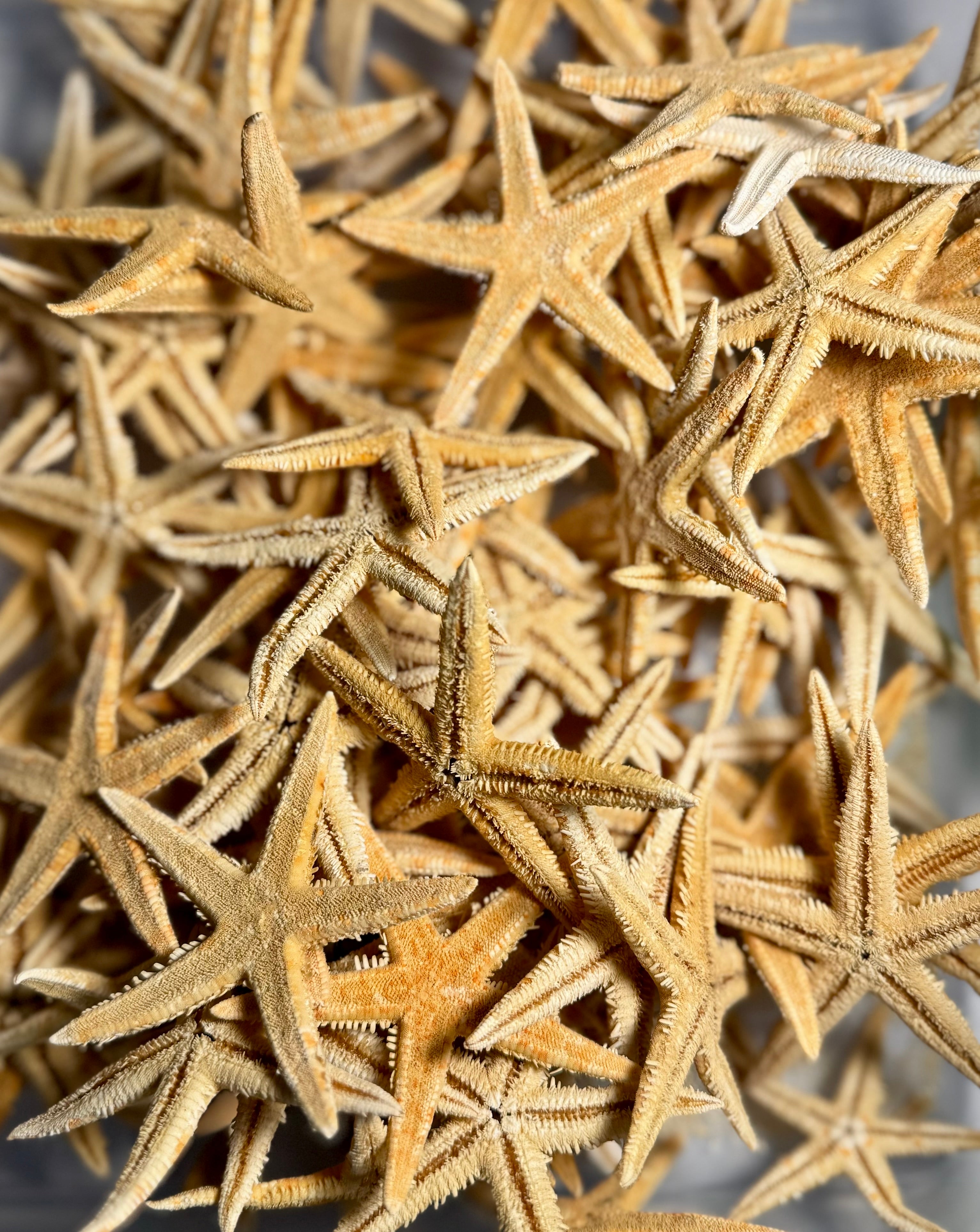 Flat Starfish – Rowan's Seaside Treasure