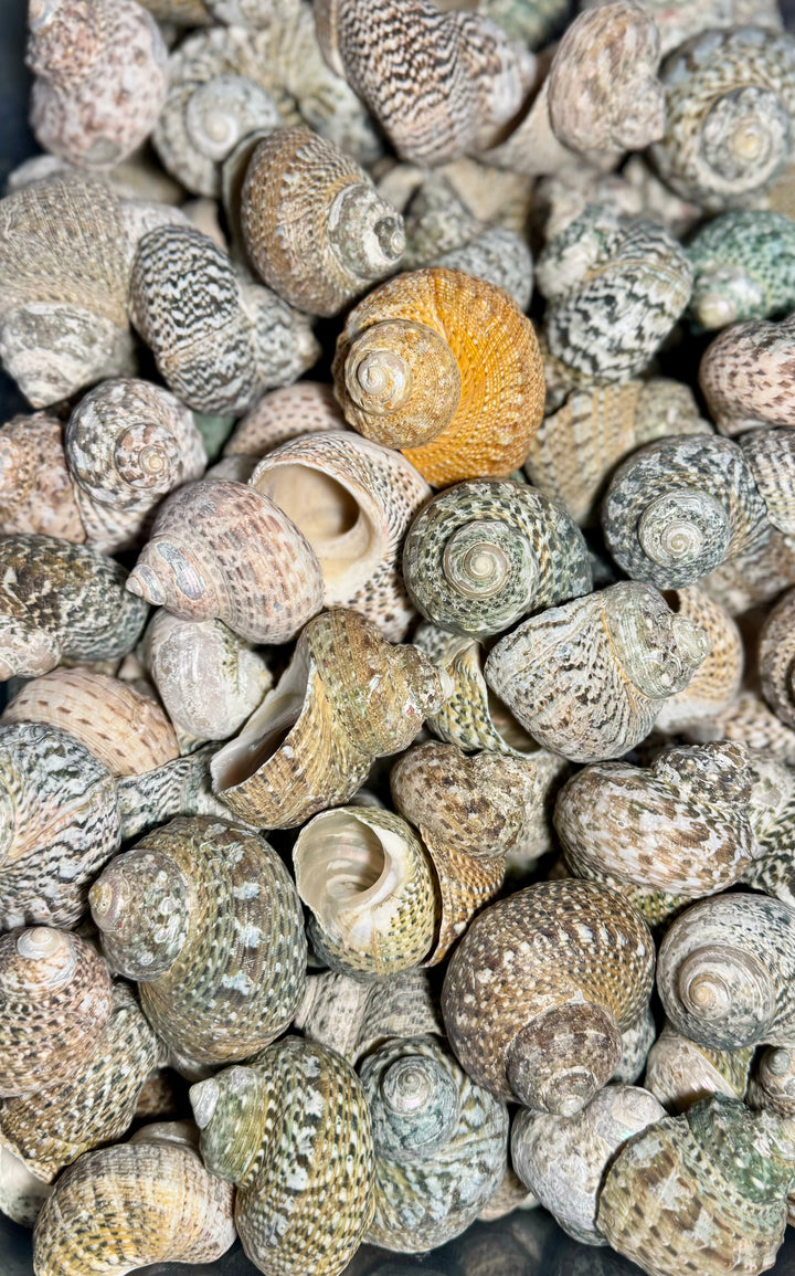 Rowan's Seaside Treasure is a family owned Sea shell business